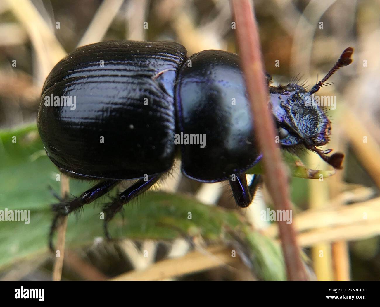 Woodland Dor Beetle (Anoplotrupes stercorosus) Insecta Stock Photo - Alamy