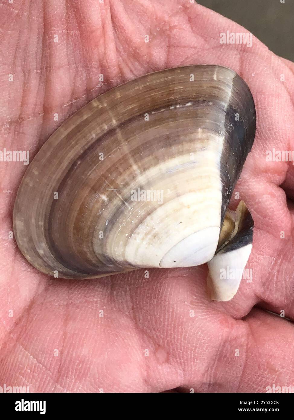 Pismo Clam (Tivela stultorum) Mollusca Stock Photo - Alamy