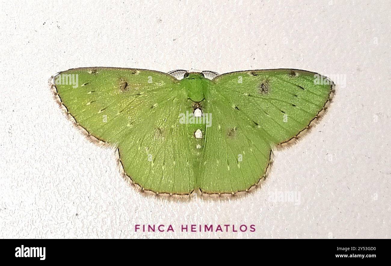 Lissochlora hi-res stock photography and images - Alamy