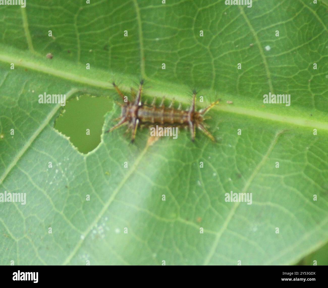 Slug Caterpillar Moths (Limacodidae) Insecta Stock Photo - Alamy