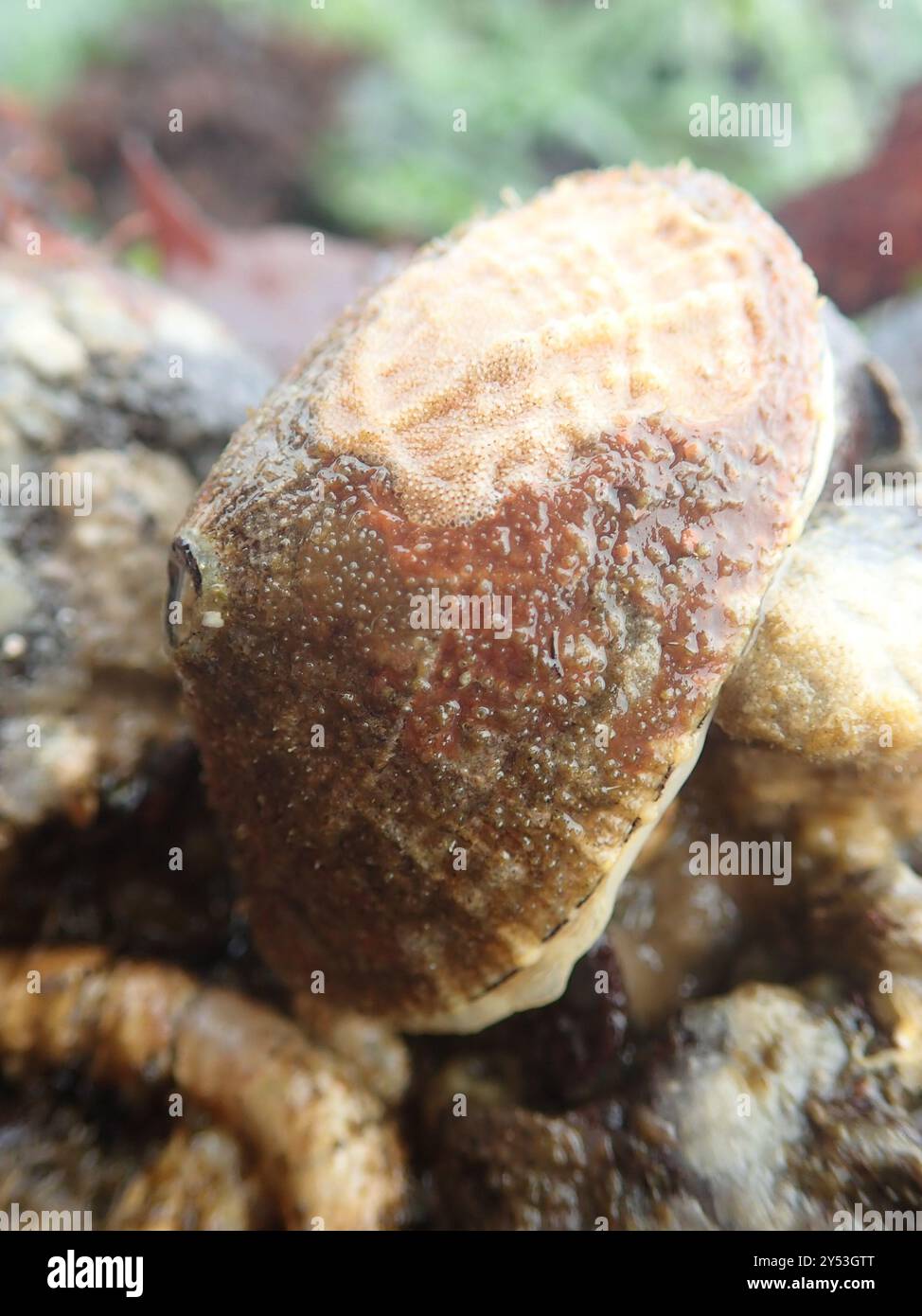 Diodora aspera hi-res stock photography and images - Alamy
