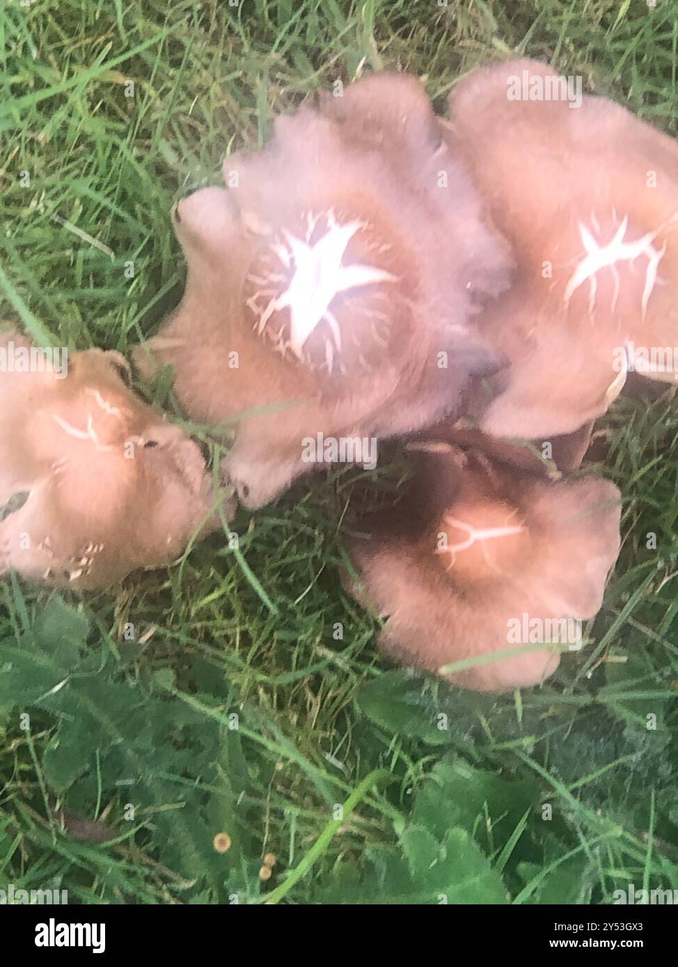 Pale Brittlestem (Candolleomyces candolleanus) Fungi Stock Photo - Alamy