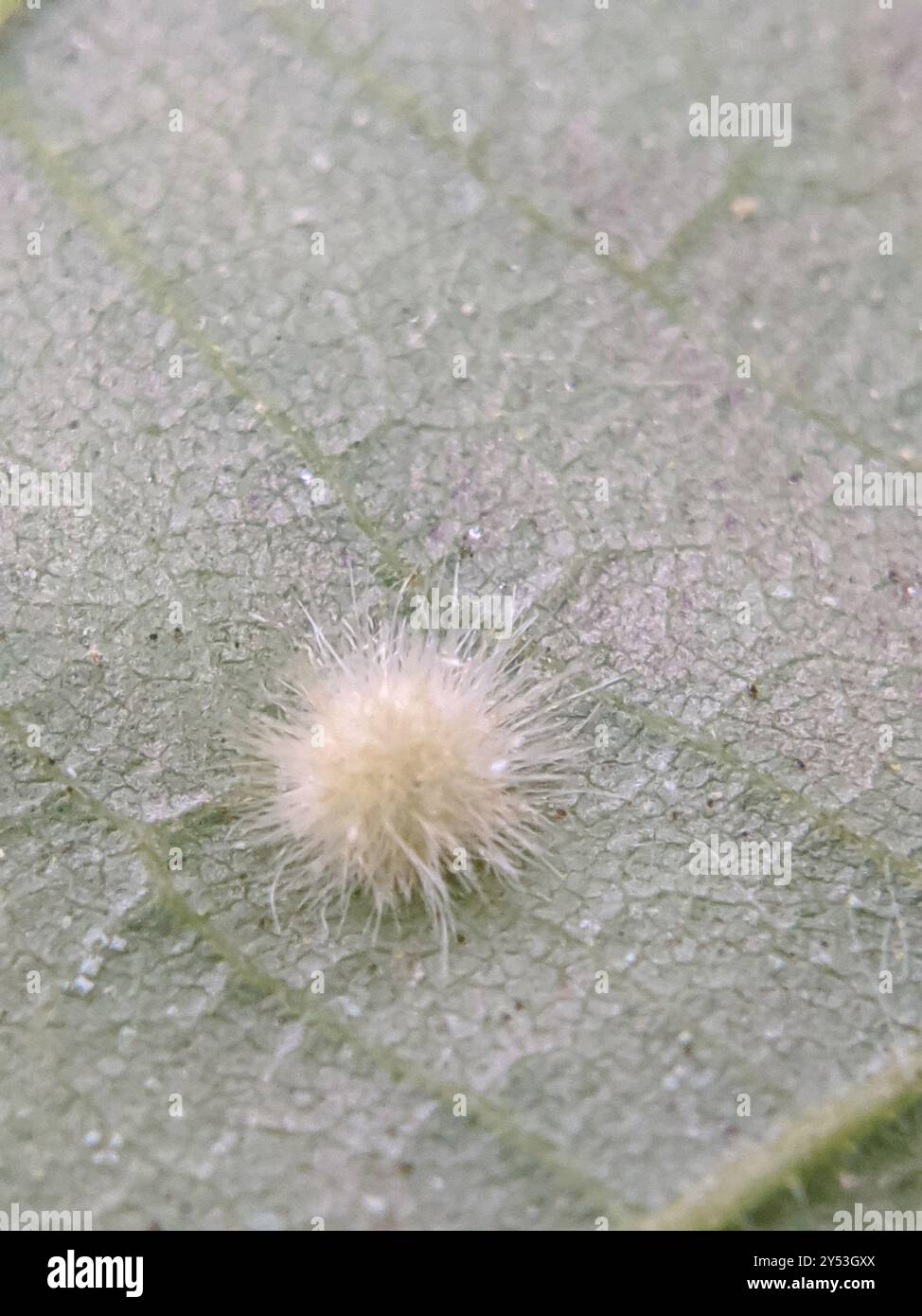 Hickory Placenta Gall Midge (Caryomyia thompsoni) Insecta Stock Photo ...