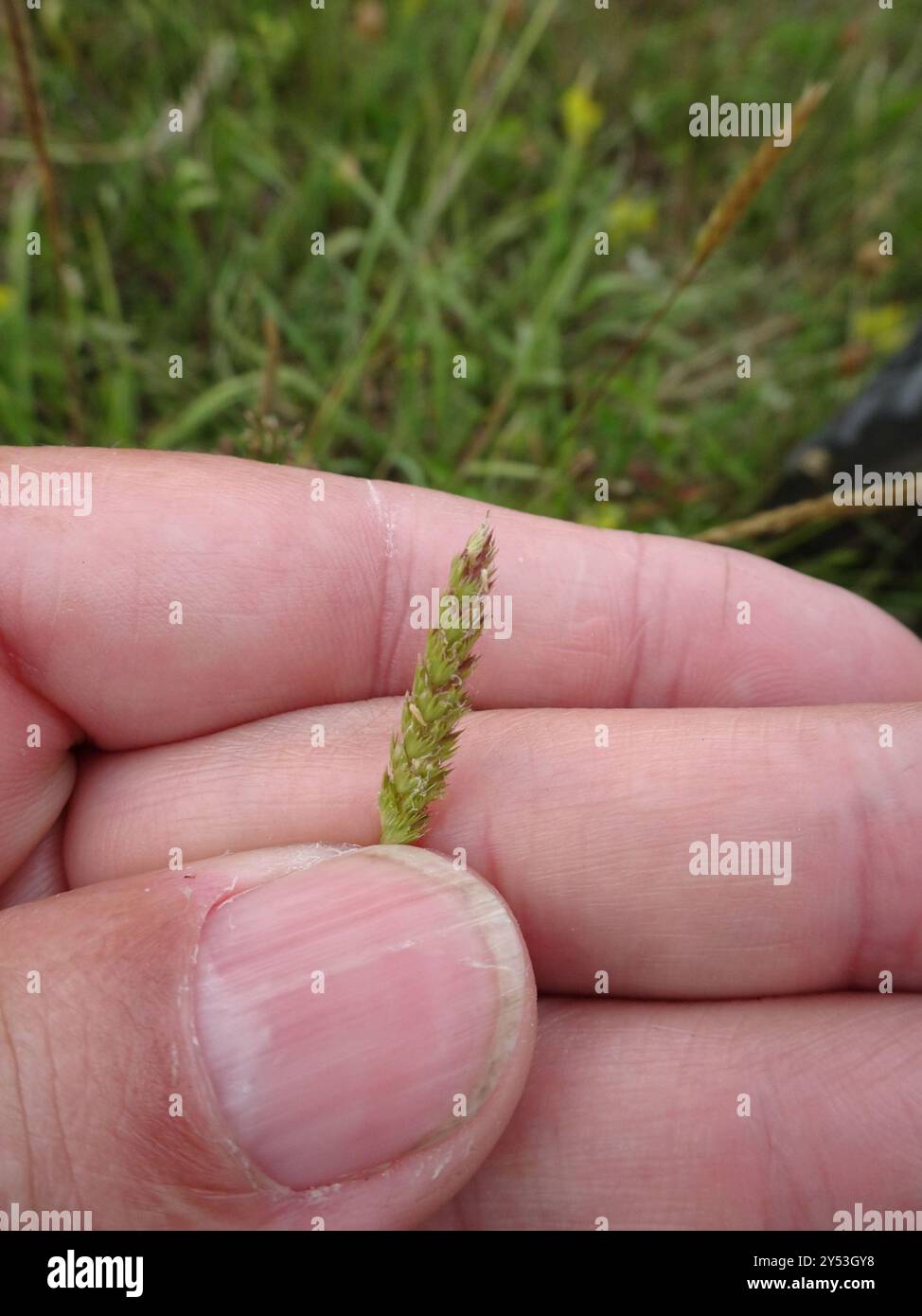 crested dogtail grass (Cynosurus cristatus) Plantae Stock Photo - Alamy