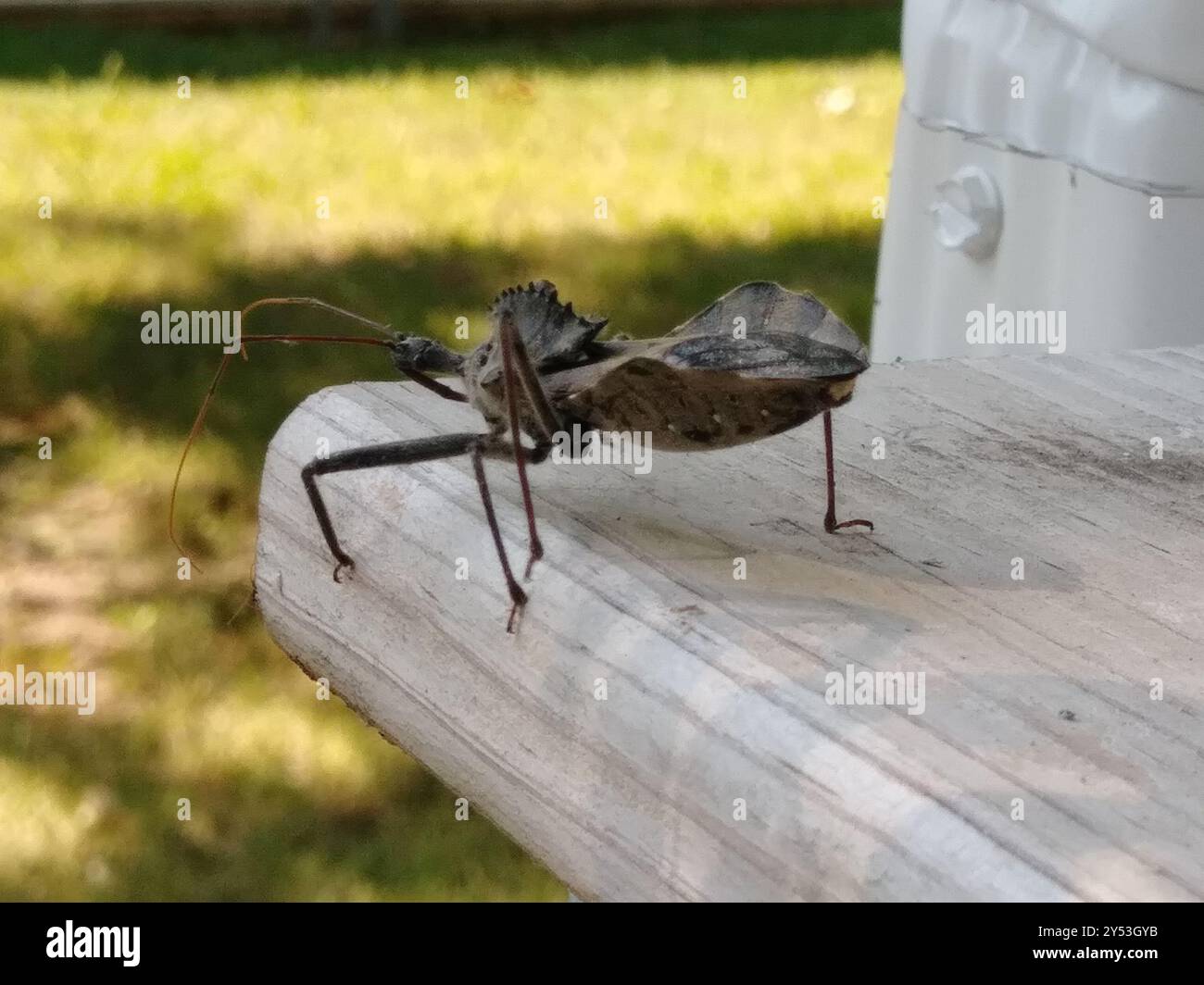 North American Wheel Bug (Arilus cristatus) Insecta Stock Photo - Alamy