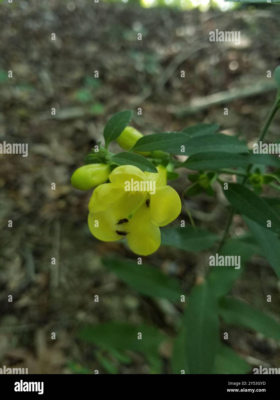 downy yellow false foxglove (Aureolaria virginica) Plantae Stock Photo ...
