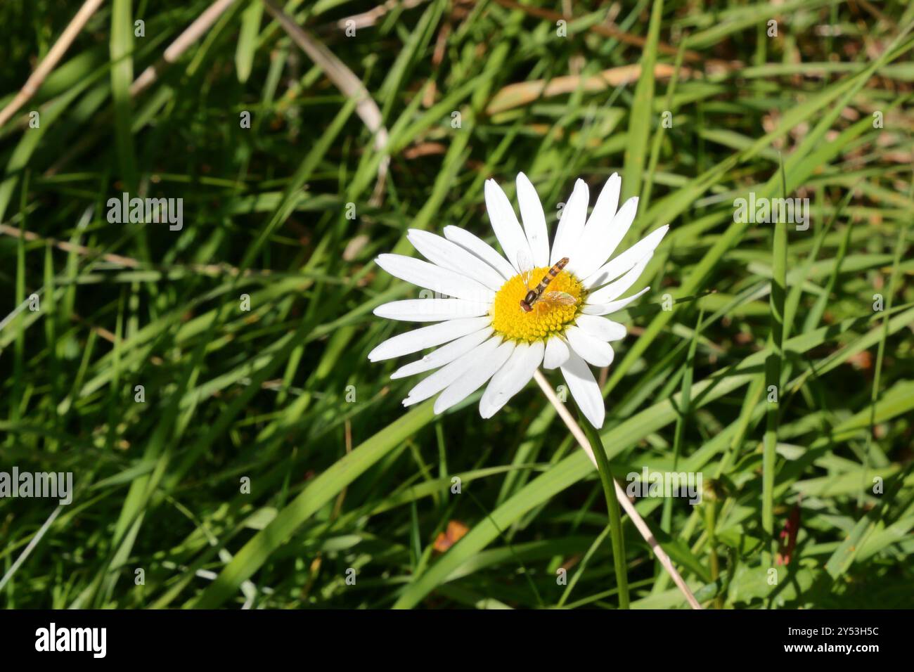 A single daisy flower with an insect, and in the background, green ...