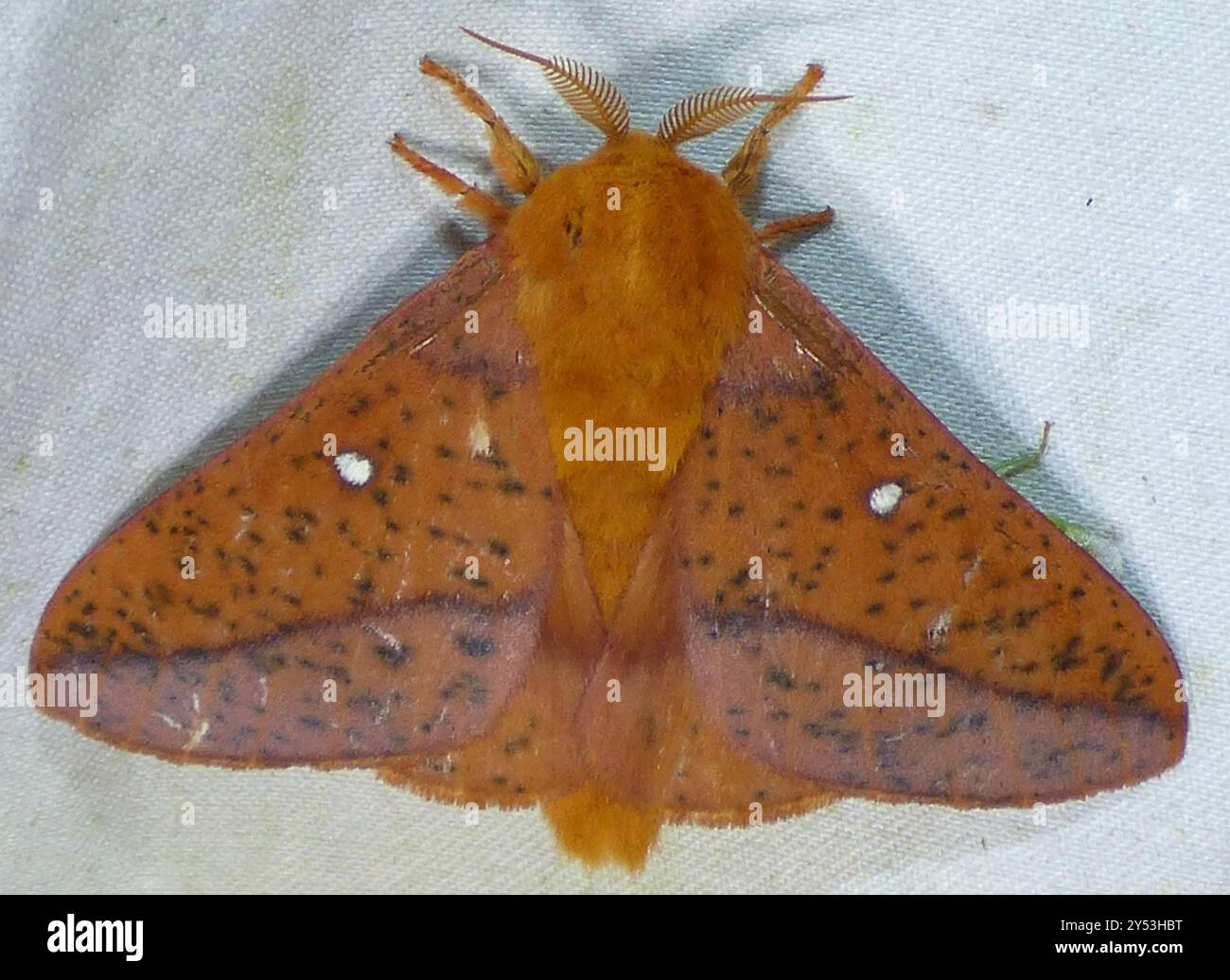 Spiny Oakworm Moth (Anisota stigma) Insecta Stock Photo - Alamy