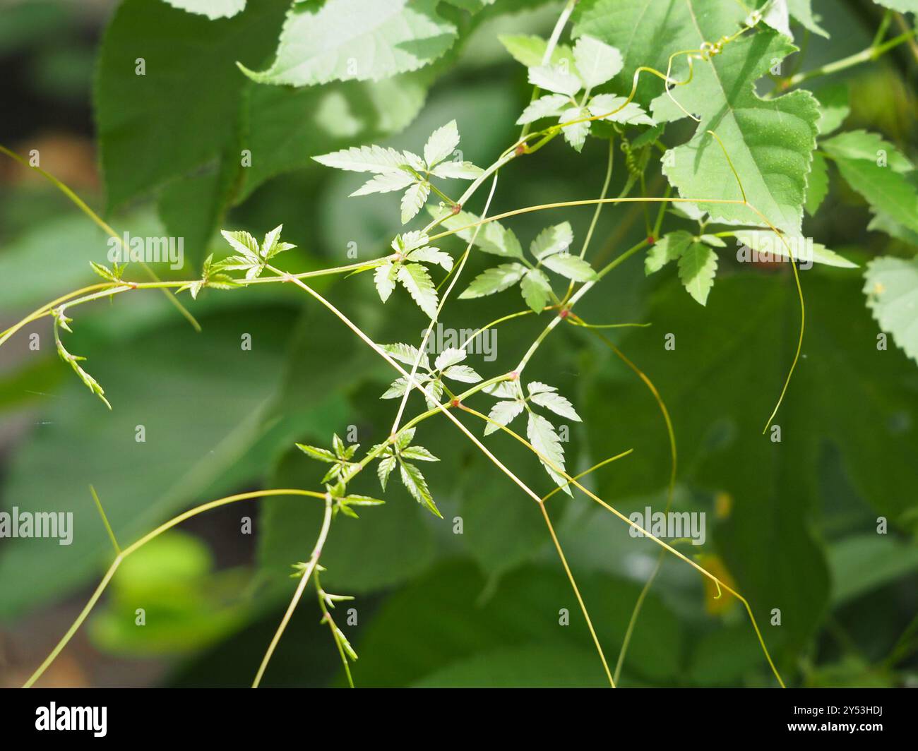 Bushkiller (Causonis japonica) Plantae Stock Photo - Alamy