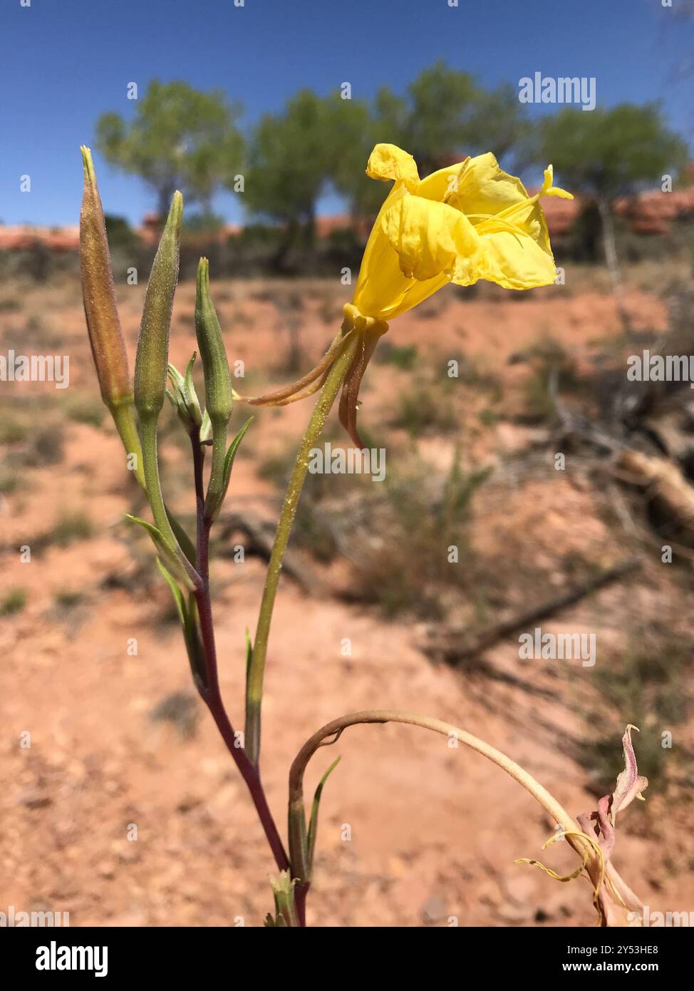 tall evening primrose (Oenothera elata) Plantae Stock Photo - Alamy