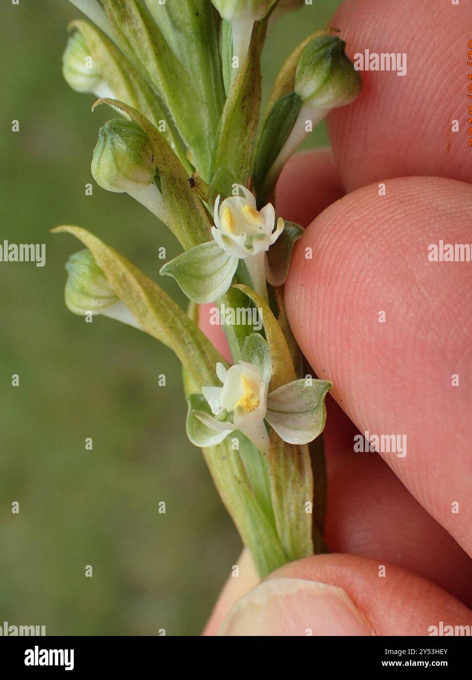 Death Orchid (Habenaria dives) Plantae Stock Photo - Alamy