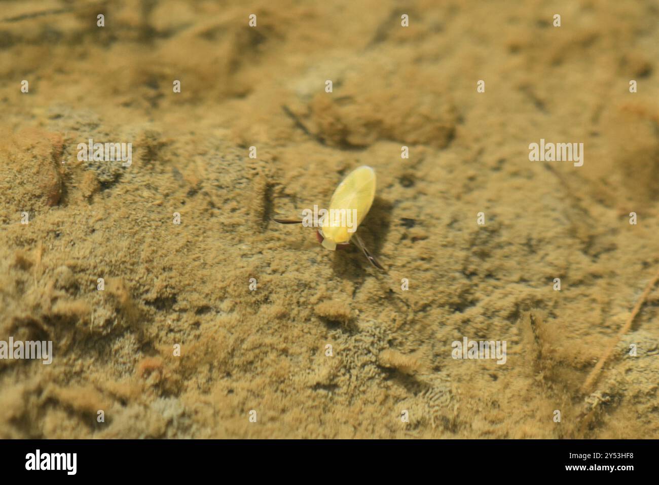 Water Boatmen (Corixidae) Insecta Stock Photo - Alamy