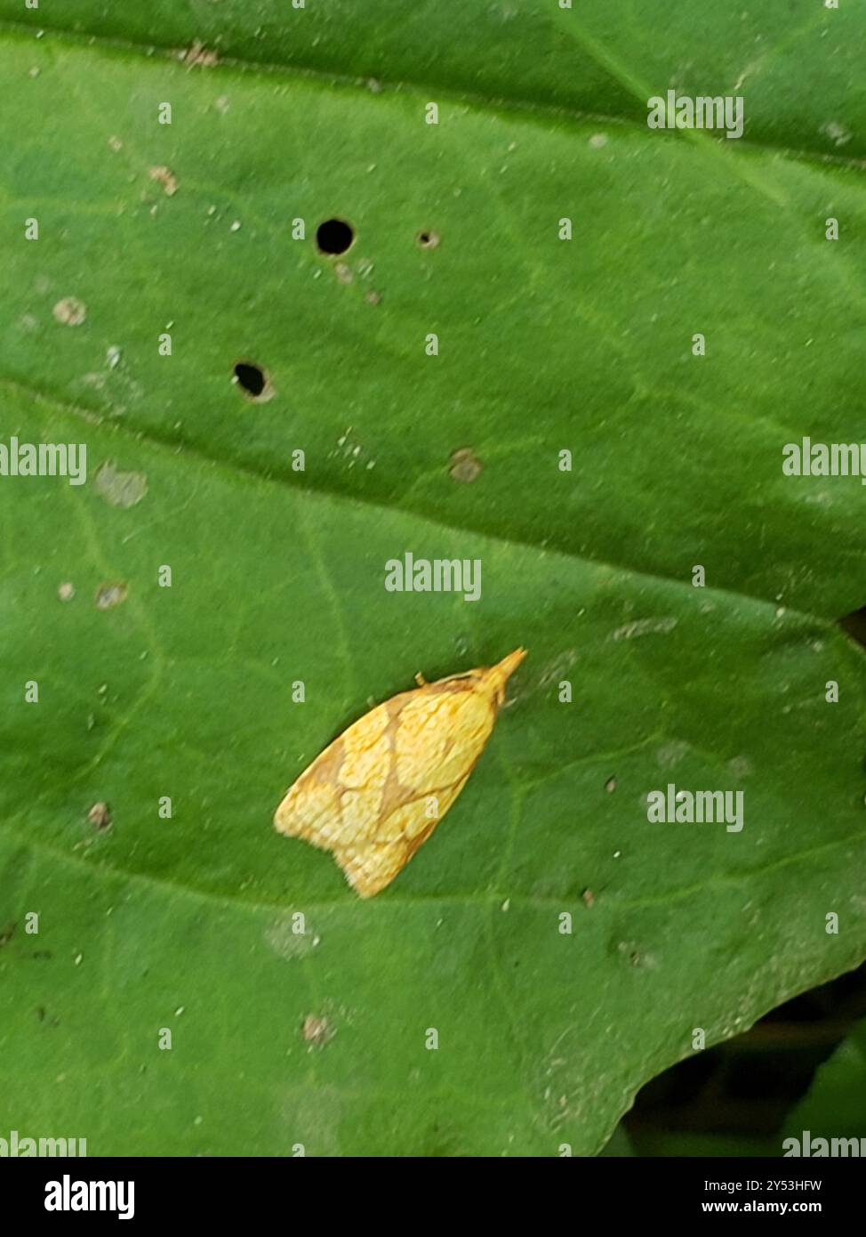 Reticulated Fruitworm Moth (Cenopis reticulatana) Insecta Stock Photo ...