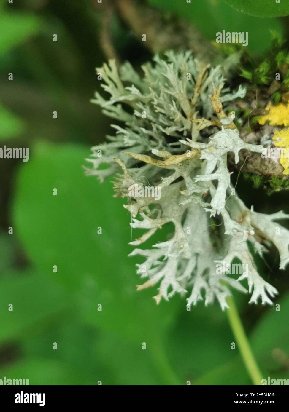 Oakmoss (Evernia prunastri) Fungi Stock Photo - Alamy