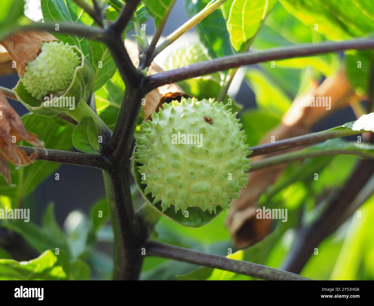 metel devil's trumpet (Datura metel) Plantae Stock Photo - Alamy