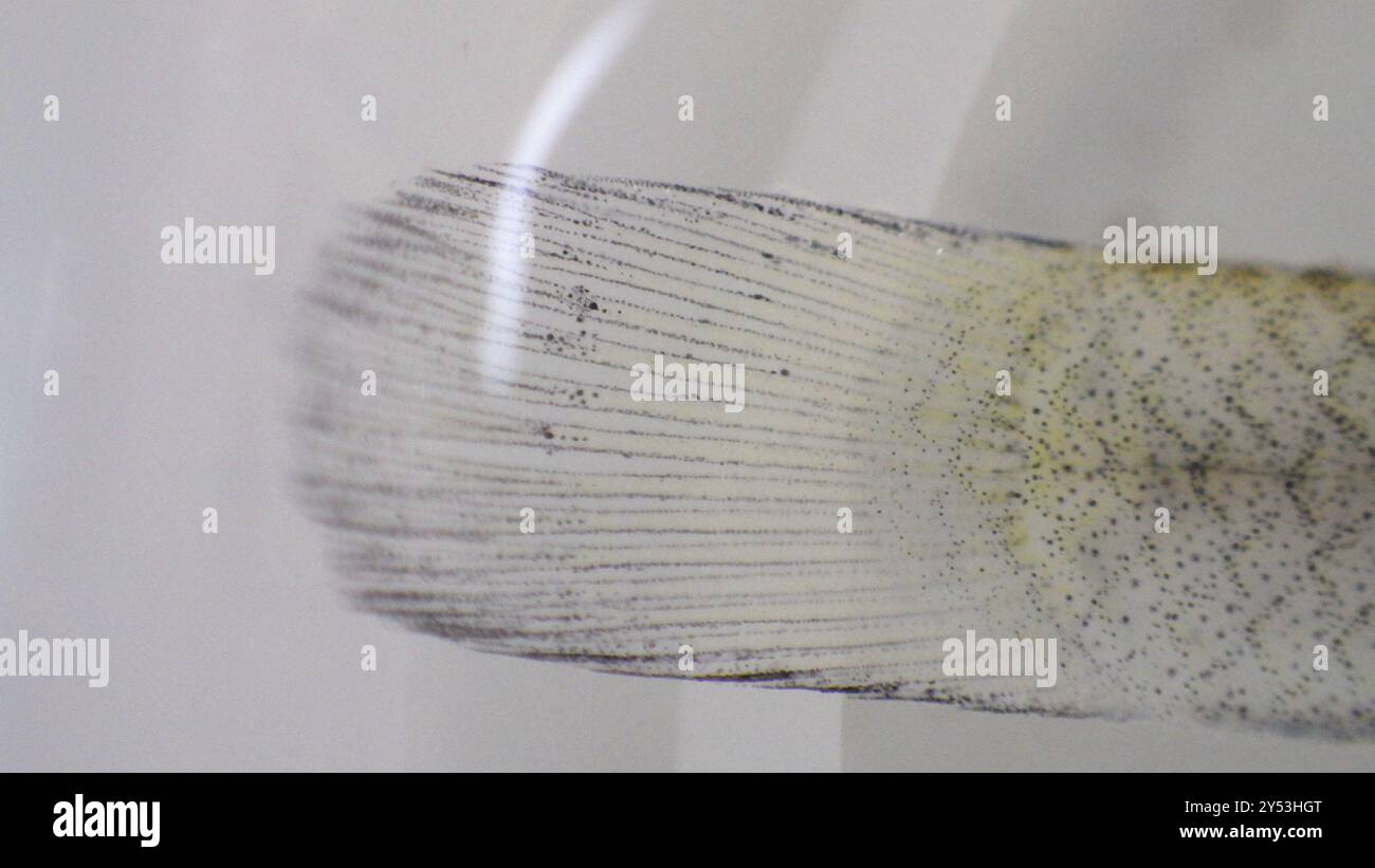 Western Mosquitofish (Gambusia affinis) Actinopterygii Stock Photo - Alamy