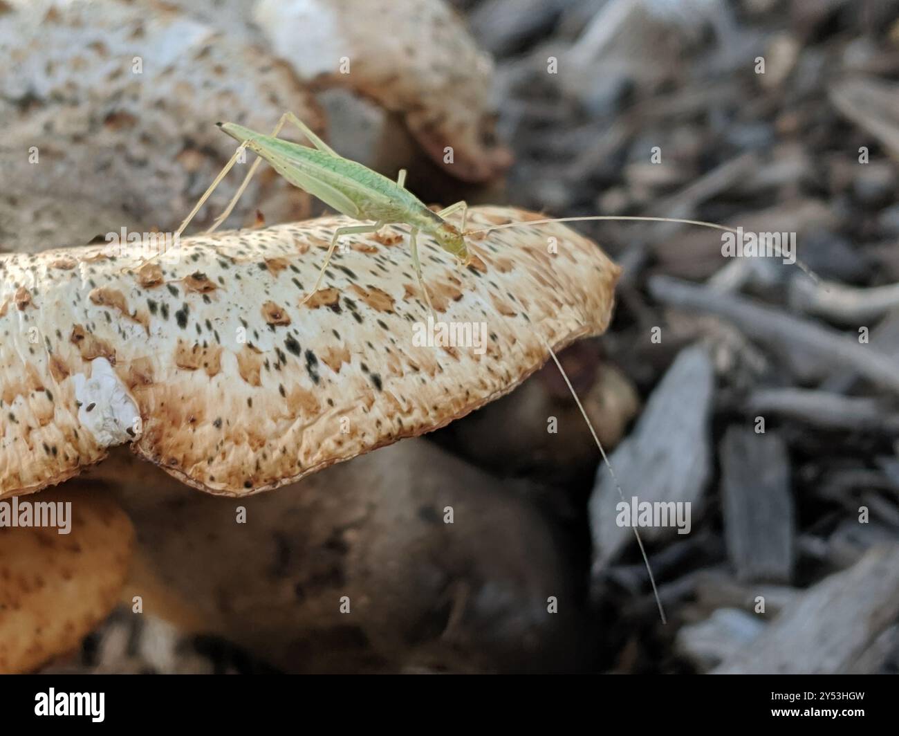Common Tree Crickets (Oecanthus) Insecta Stock Photo - Alamy