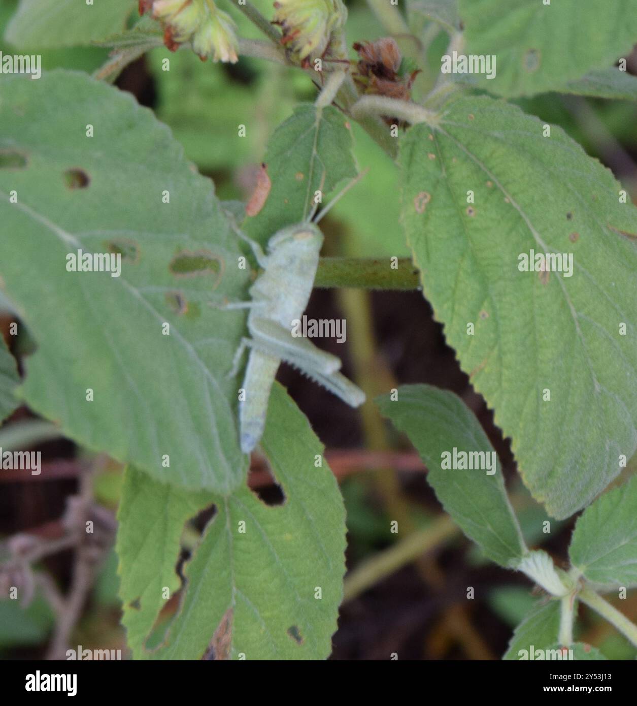 Cuban Bird Grasshopper (Schistocerca serialis cubense) Insecta Stock ...