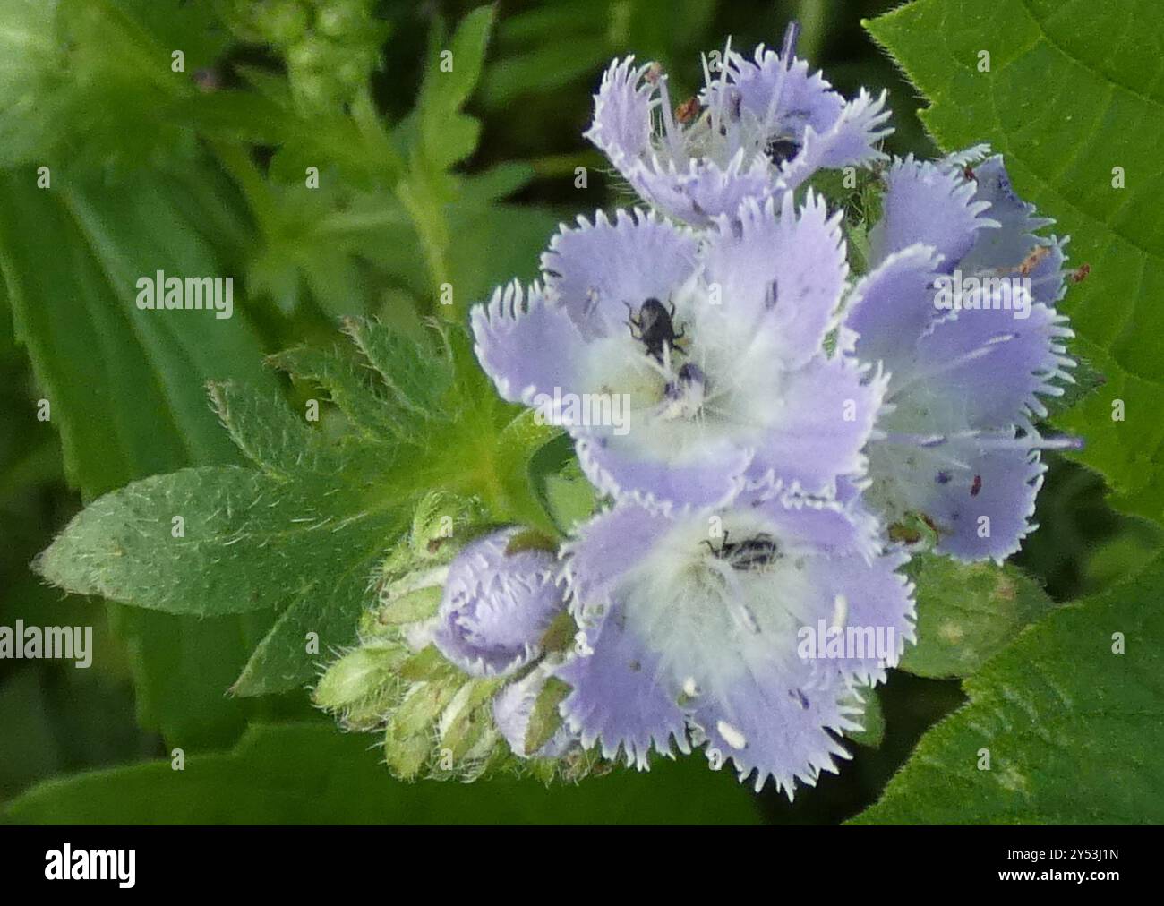 Miami Mist (Phacelia purshii) Plantae Stock Photo - Alamy