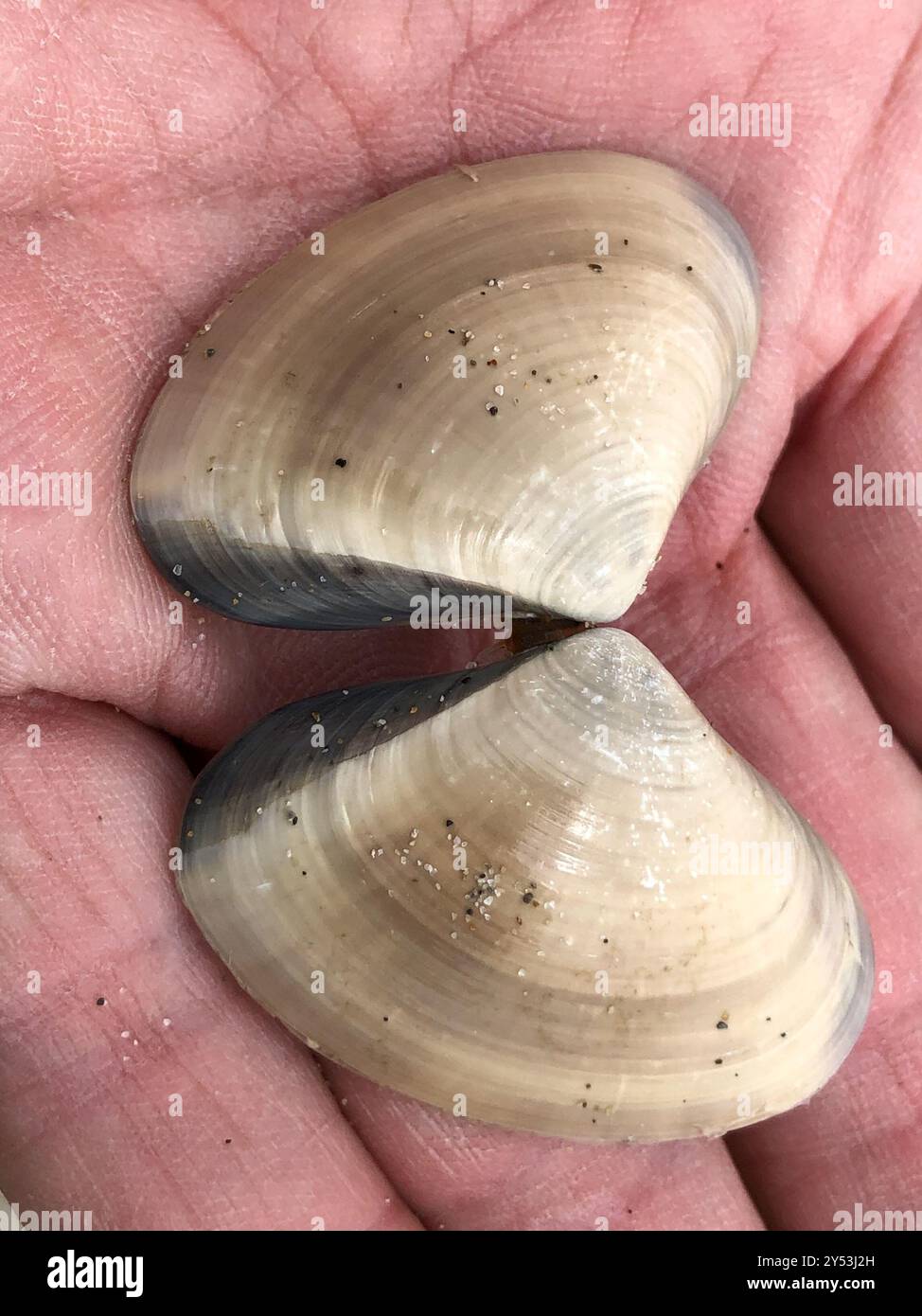 Tivela stultorum hi-res stock photography and images - Alamy