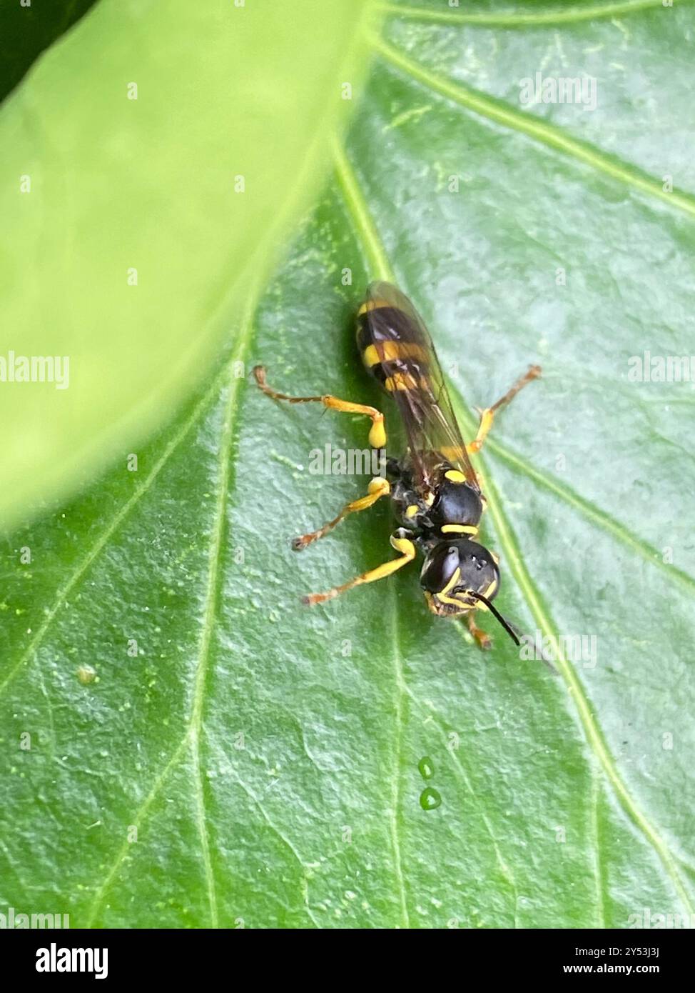 Field digger wasp (Mellinus arvensis) Insecta Stock Photo - Alamy