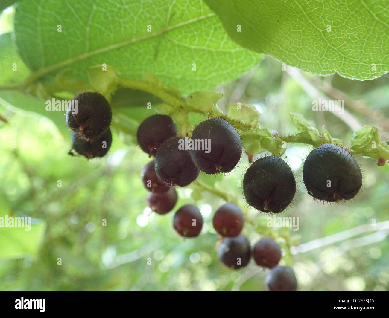 salal (Gaultheria shallon) Plantae Stock Photo - Alamy