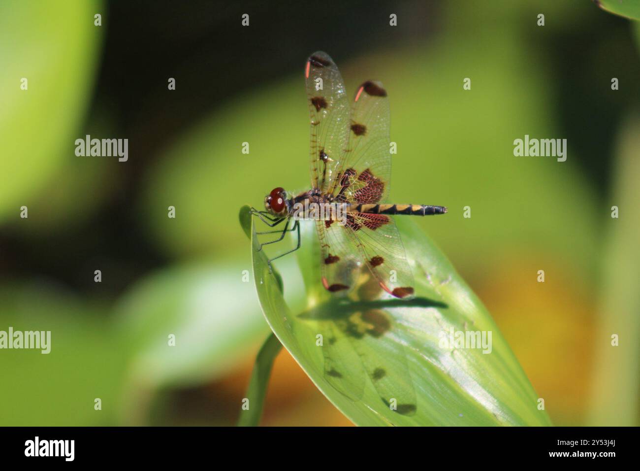 Calico Pennant (Celithemis elisa) Insecta Stock Photo - Alamy