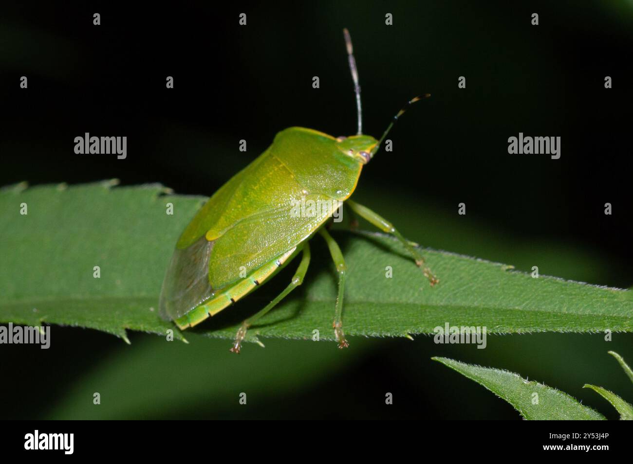 Green Stink Bug (Chinavia hilaris) Insecta Stock Photo - Alamy