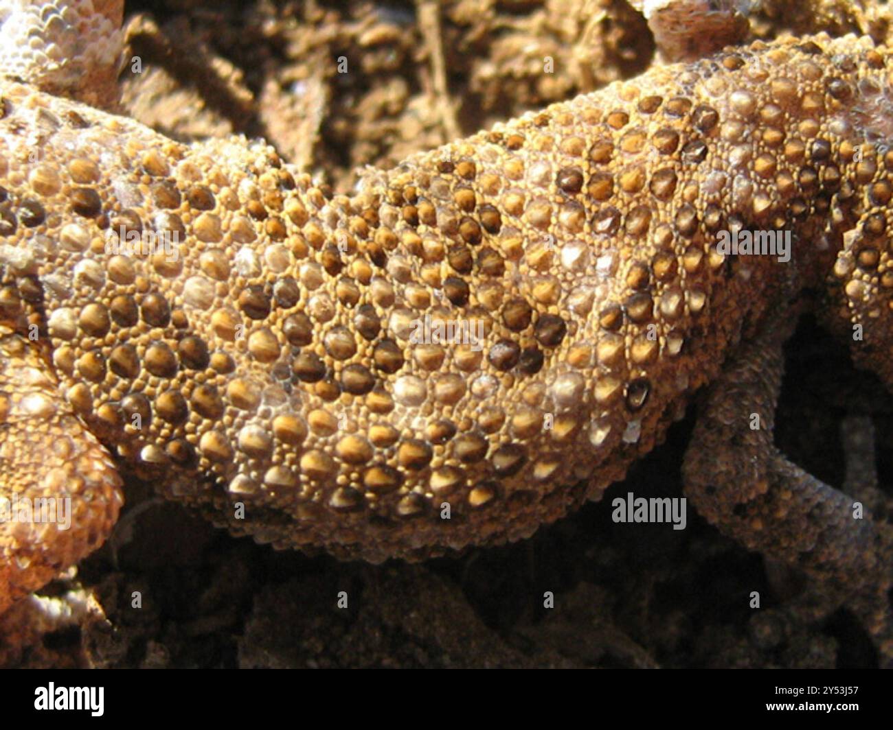 Cape Thick-toed Gecko (Pachydactylus capensis) Reptilia Stock Photo - Alamy