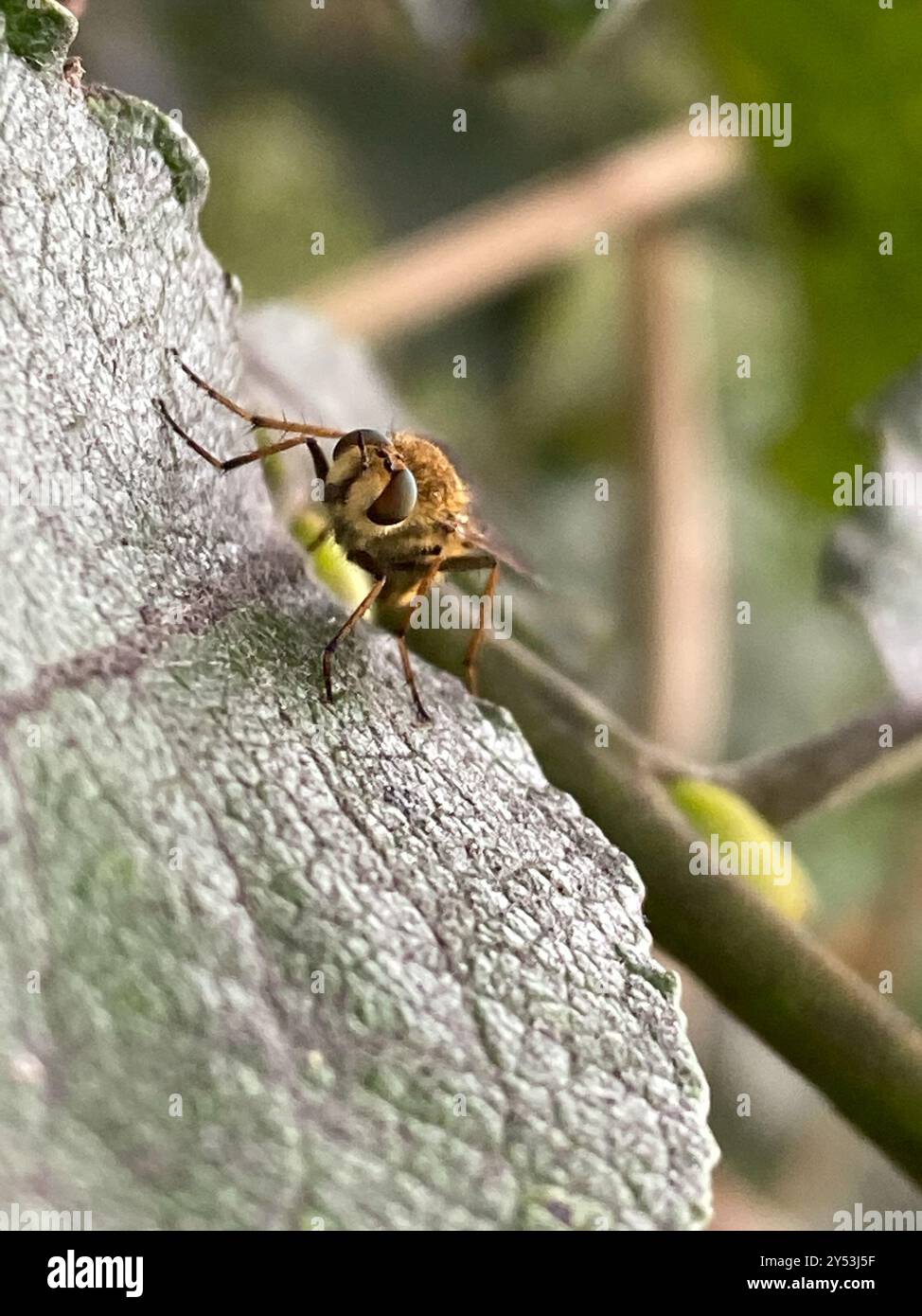 Common Stiletto (Thereva nobilitata) Insecta Stock Photo - Alamy