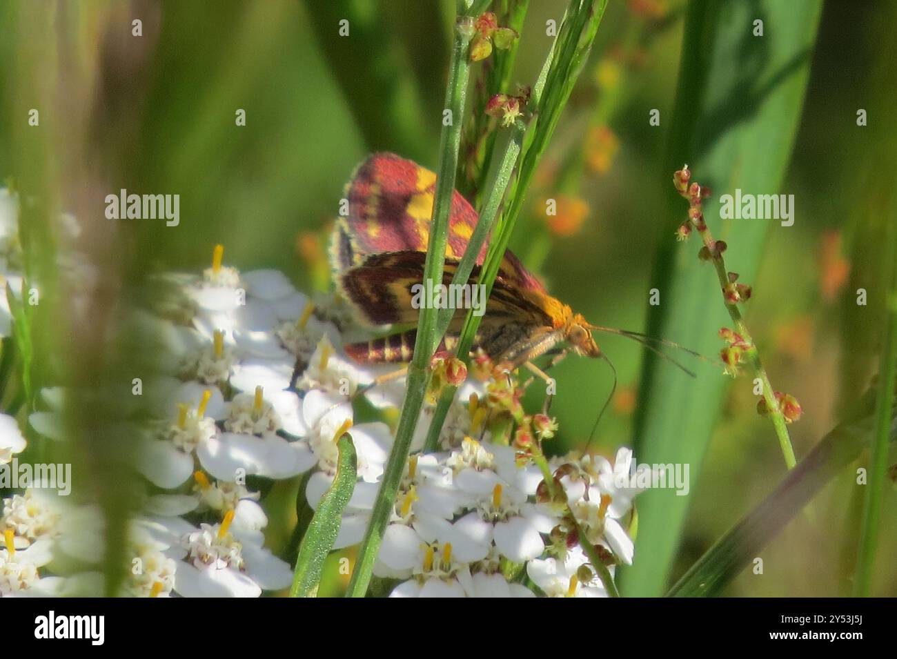 Common Crimson-and-gold Moth (Pyrausta purpuralis) Insecta Stock Photo ...