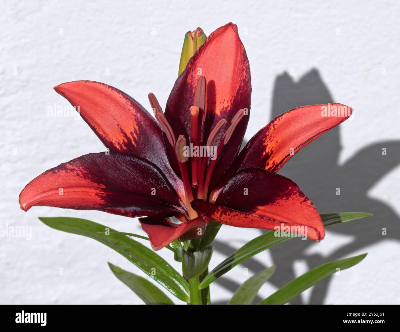 Orange Asiatic Lily Stock Photo - Alamy