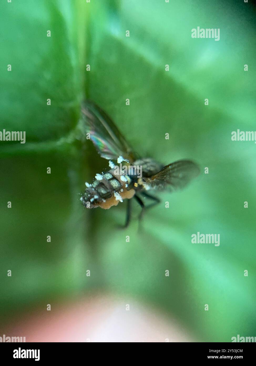 Fly Death Fungi (Entomophthora muscae) Fungi Stock Photo - Alamy