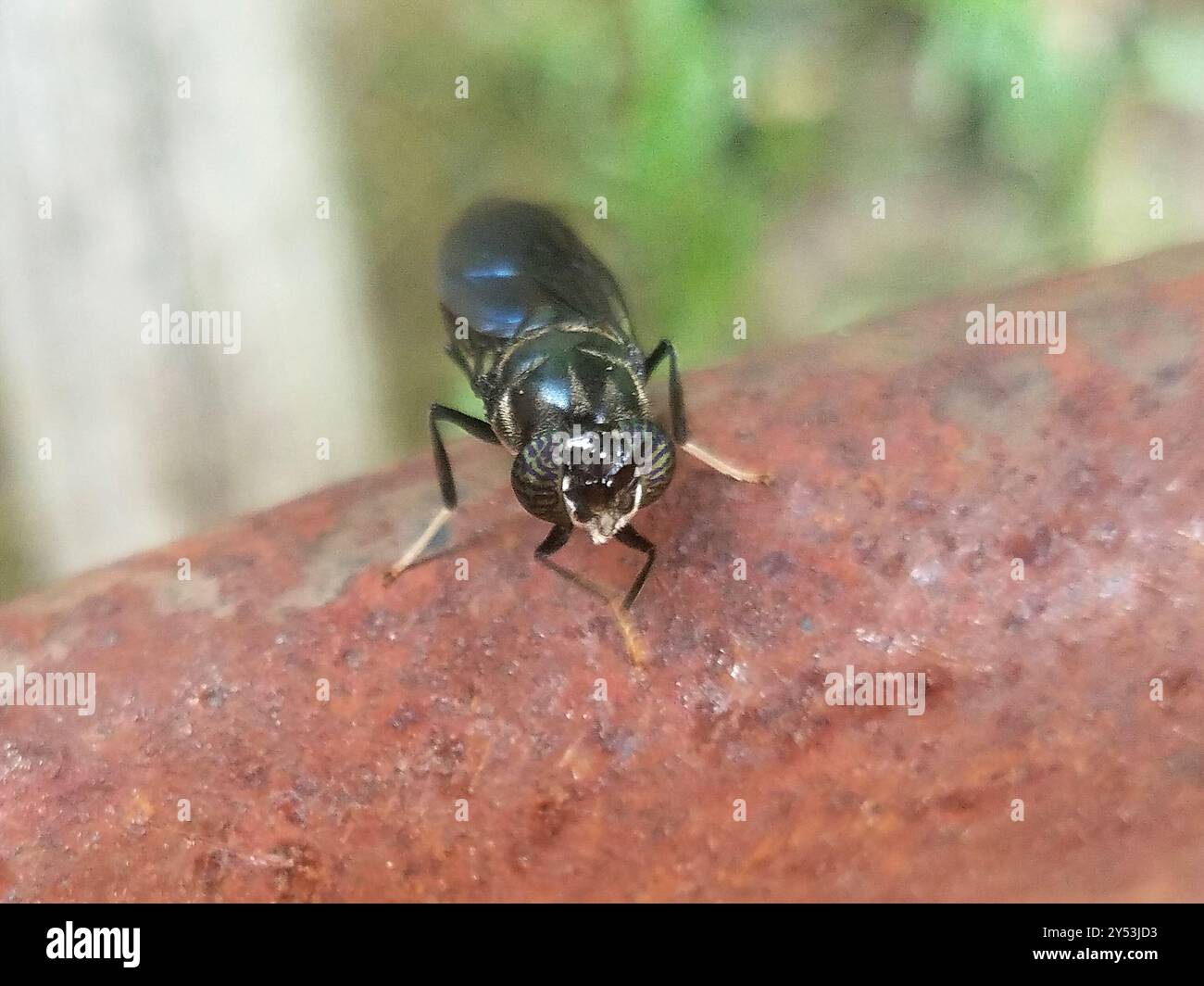 Black Soldier Fly (Hermetia illucens) Insecta Stock Photo - Alamy