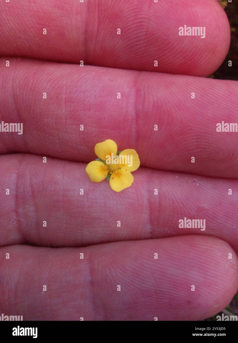 Tormentil (Potentilla erecta) Plantae Stock Photo - Alamy