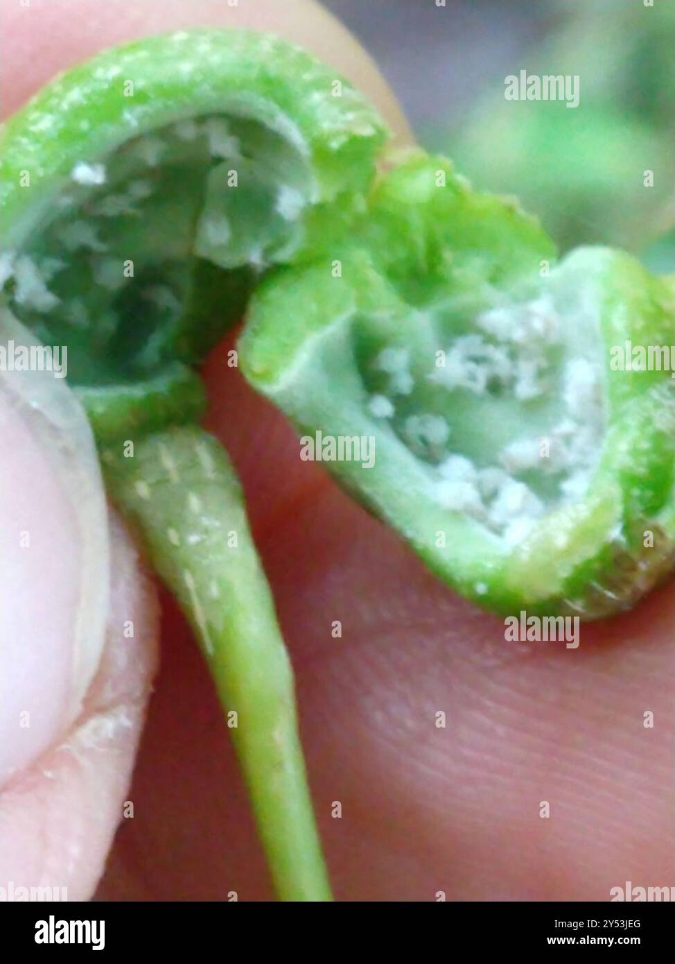Poplar Spiral Gall Aphid (Pemphigus spyrothecae) Insecta Stock Photo ...
