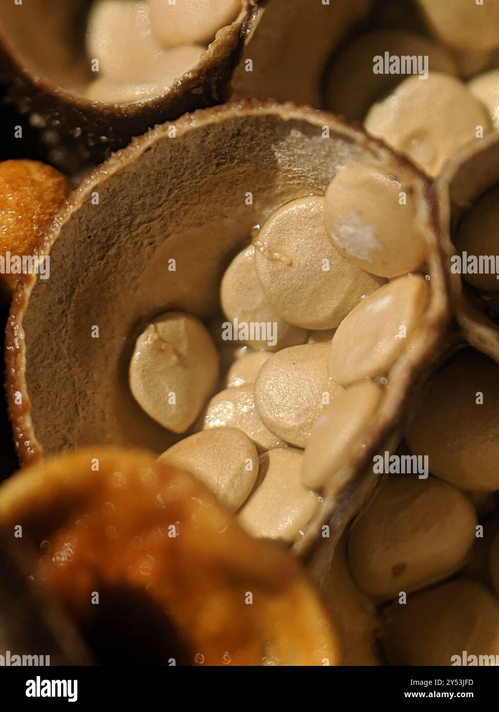 common bird's nest fungus (Crucibulum laeve) Fungi Stock Photo - Alamy