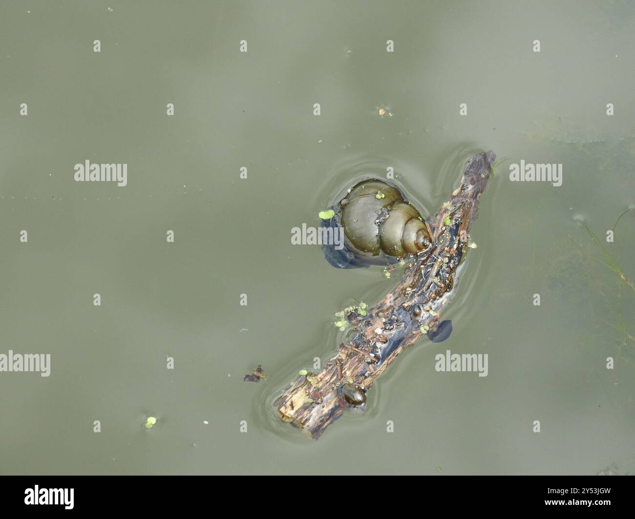 Chinese Mystery Snail (Cipangopaludina chinensis) Mollusca Stock Photo ...