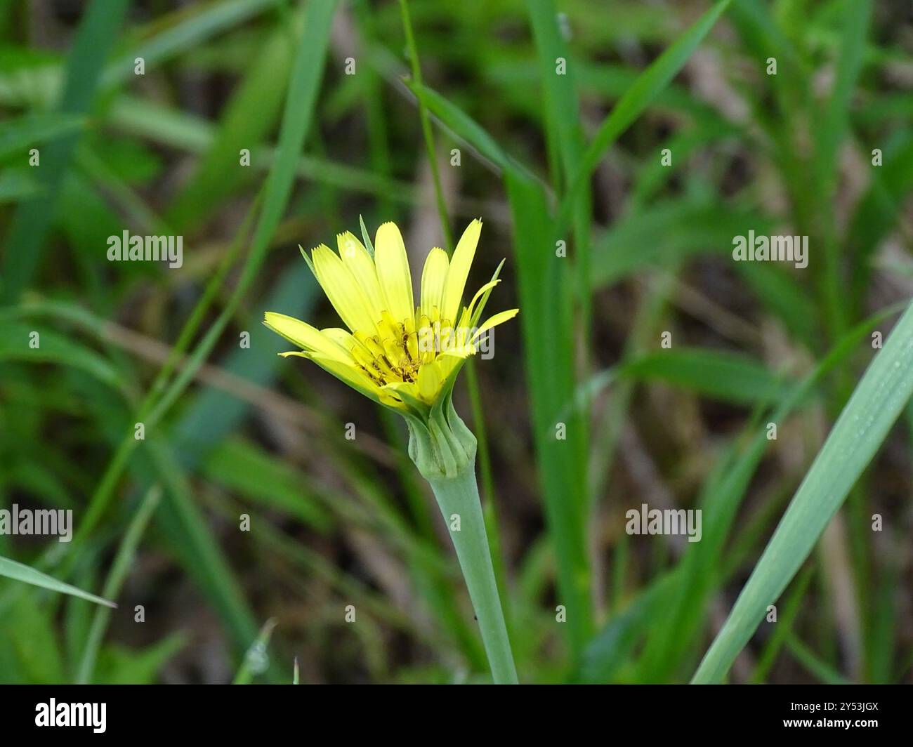Salsifies (Tragopogon) Plantae Stock Photo - Alamy