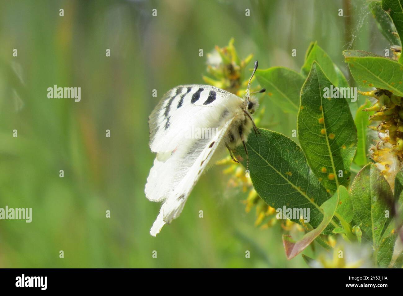 Phoebus Apollo (Parnassius phoebus) Insecta Stock Photo - Alamy