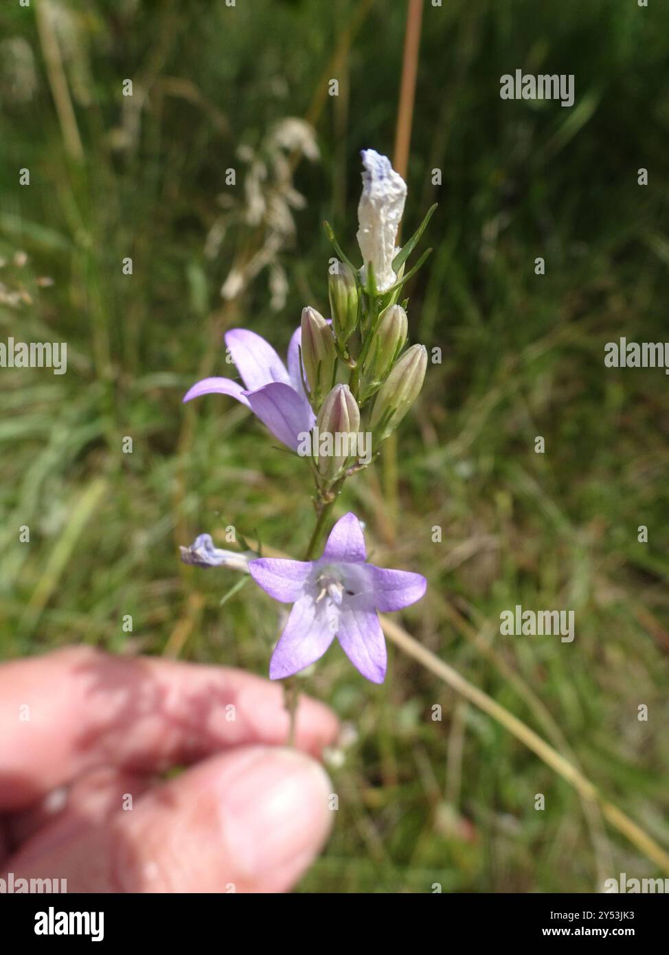 Rampion (Campanula rapunculus) Plantae Stock Photo - Alamy