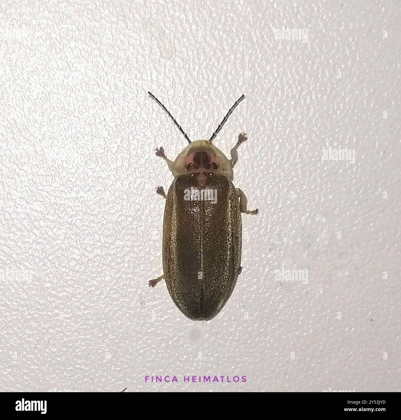 typical fireflies (Lampyrinae) Insecta Stock Photo - Alamy