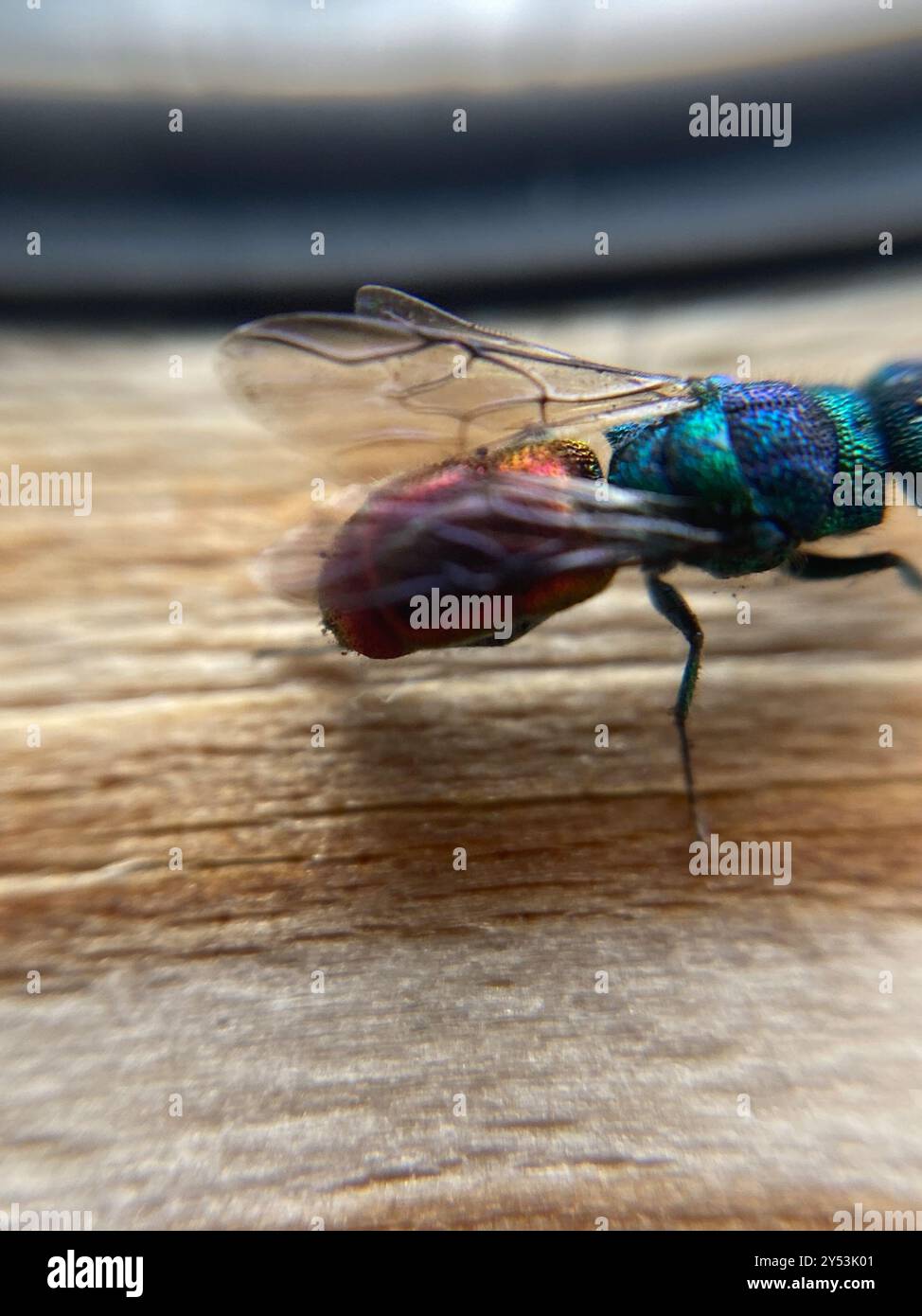 Ruby-tailed Cuckoo Wasps (Chrysis ignita) Insecta Stock Photo - Alamy