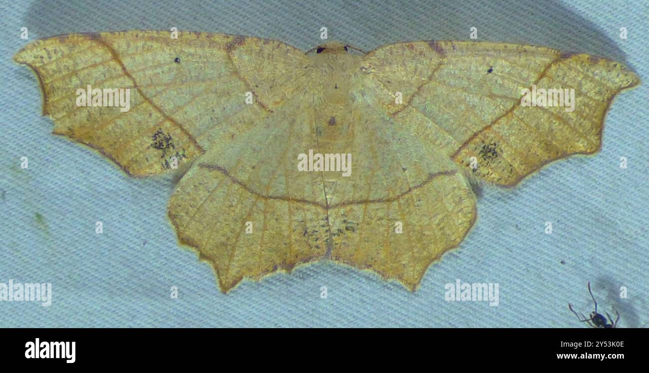 Oak Besma Moth (Besma quercivoraria) Insecta Stock Photo - Alamy