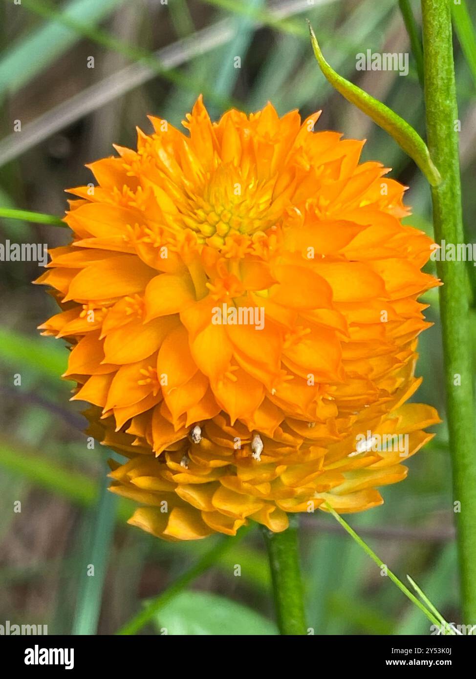 orange milkwort (Senega lutea) Plantae Stock Photo - Alamy