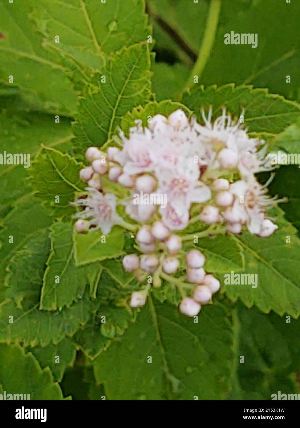 white meadowsweet (Spiraea alba) Plantae Stock Photo - Alamy