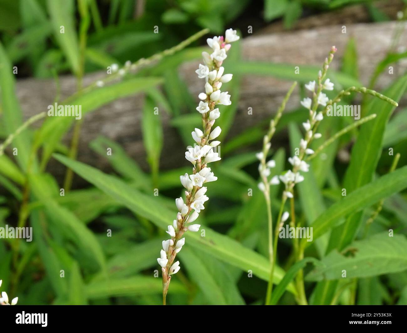swamp smartweed (Persicaria hydropiperoides) Plantae Stock Photo - Alamy