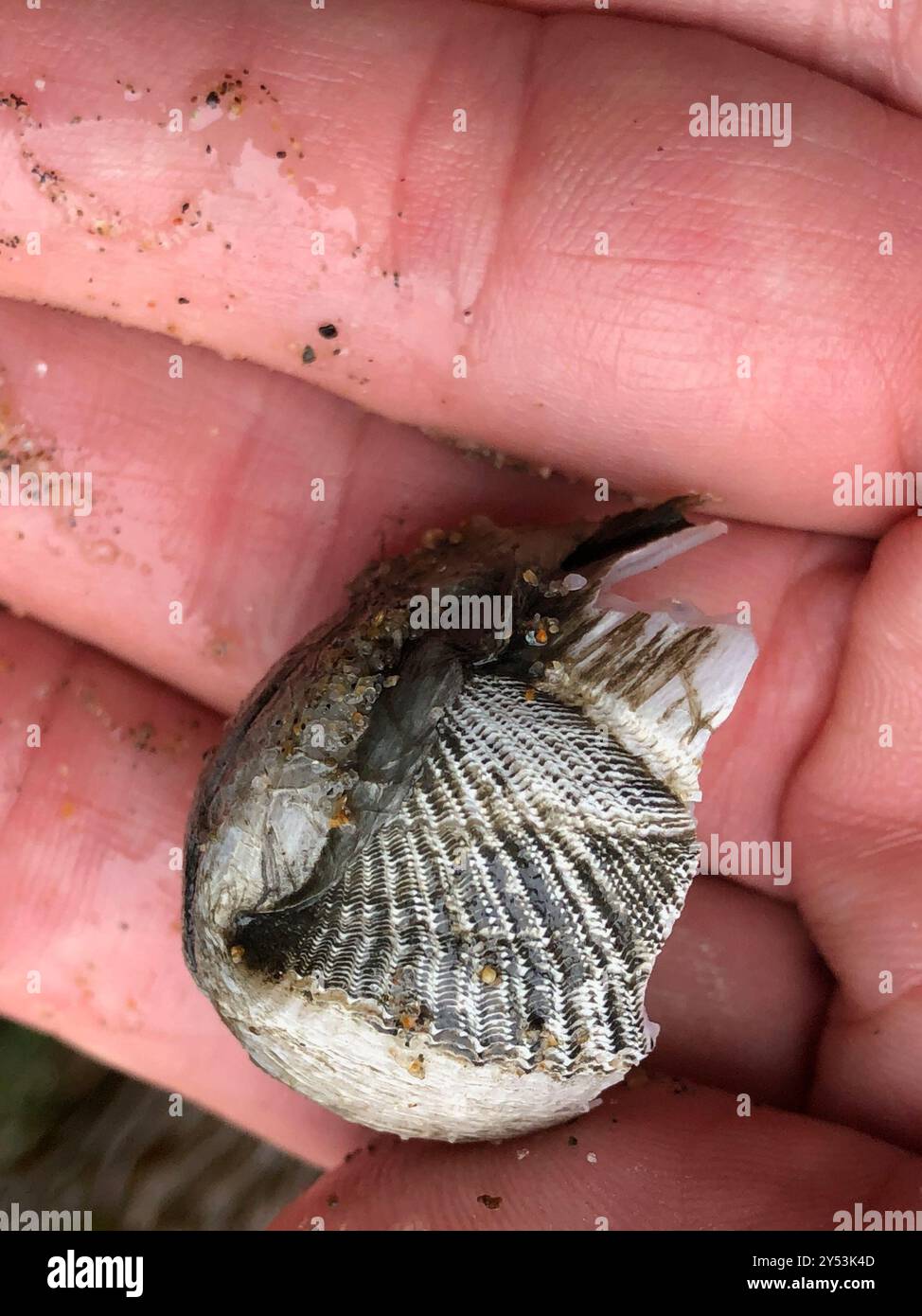 Piddocks and Angelwings (Pholadidae) Mollusca Stock Photo - Alamy