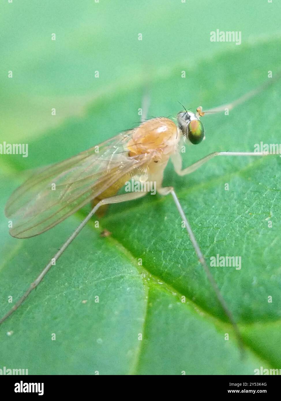 Neurigona hi-res stock photography and images - Alamy