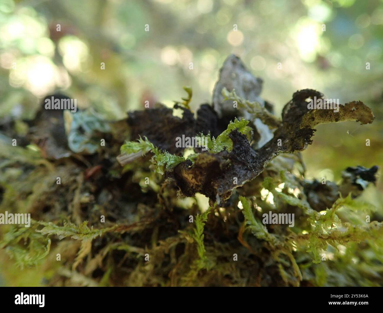 Peppered Moon Lichen (Sticta fuliginosa) Fungi Stock Photo - Alamy